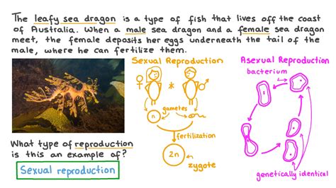 Question Video Identifying An Example Of Sexual Reproduction Nagwa