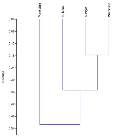 Dendrogram From Cluster Analyses Of Fungi Isolates Accumulated During