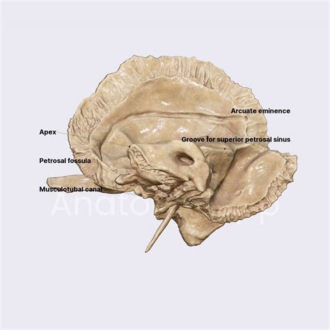 Temporal Bone Anatomy Parts Of Temporal Bone Temporal Bone 53 Off