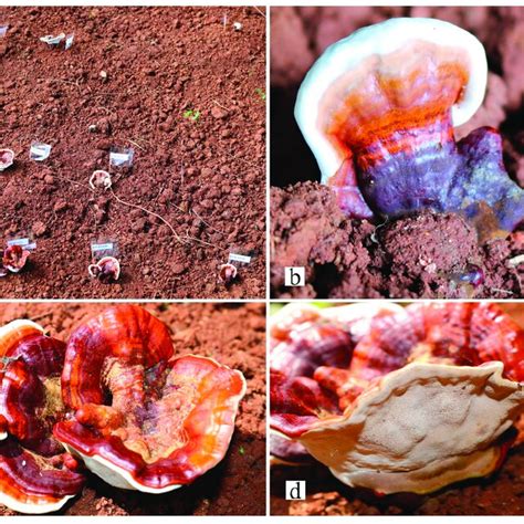 First Field Cultivation Of Wild Thai Ganoderma Orbiforme Mflucc
