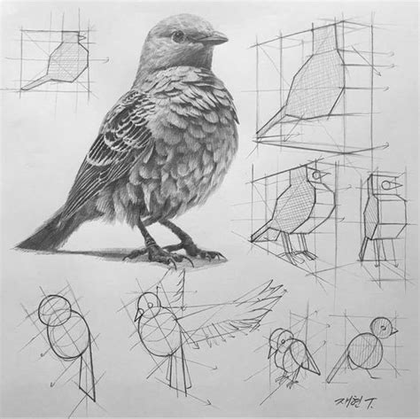Bird Drawing A Guide To Techniques And Styles Sky Rye