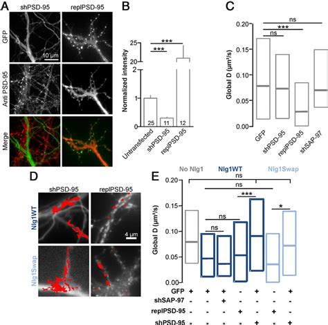 Ampar Immobilization By Nlg1 Requires The Presence Of Psd 95 A
