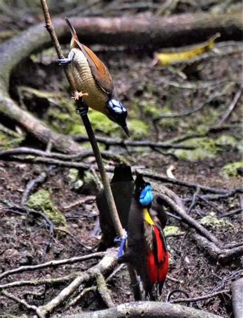 12 Facts About Wilsons Bird Of Paradise Bird Feeder Hub