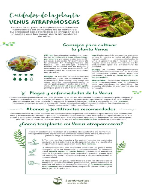 Cuidados De La Venus Atrapamoscas Pdf Plantas Fertilizante