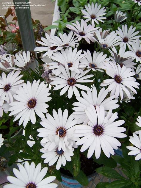 Plantfiles Pictures Osteospermum Species Trailing African Daisy
