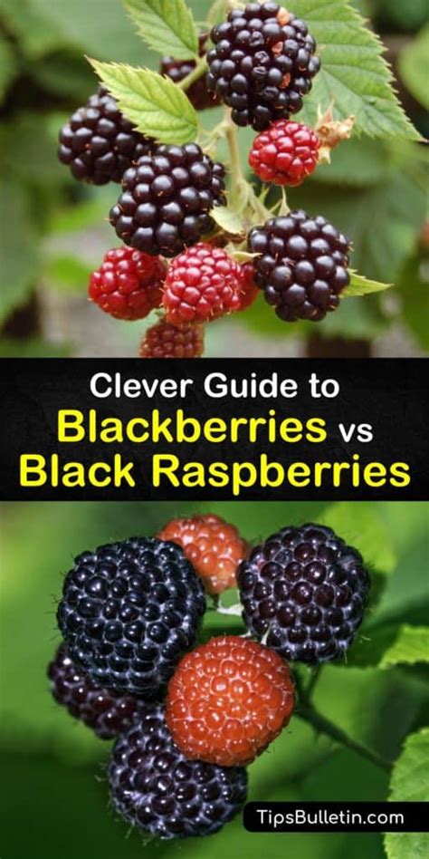 Black Raspberries Vs Blackberries What Are The Differences