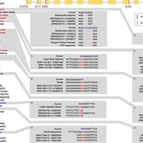 Inactivating Mutations Of Trpv3 In Multiple Mammalian Lineages Left