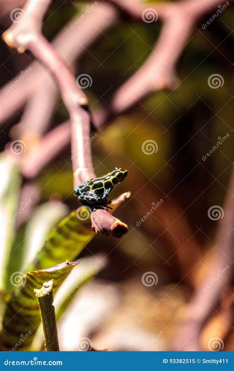 Iridescent Variable Poison Dart Frog Ranitomeya Variabilis Royalty Free