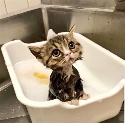 This Wet Kitty Looks Straight Out Of A Cartoon Raww