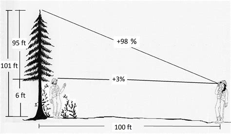 The Table Shows The Heights In Inches Of Trees Erofound