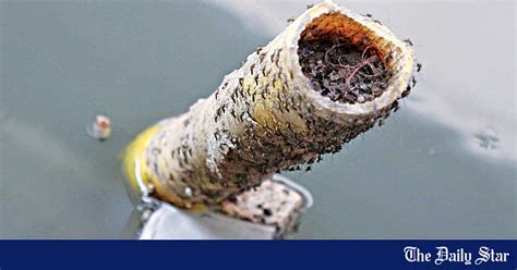 Rain Impact On Dengue Cases Rain Brings Fresh Dengue Concerns The
