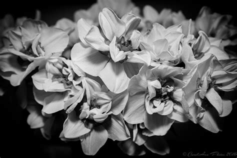 Dark Daffodils By Ladyg Ephotozine