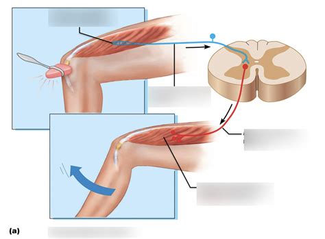 21 2a monosynaptic reflex arcs diagram quizlet