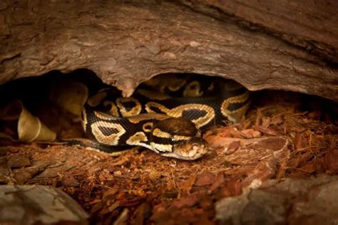 Ball Python Body Language How To Understand And Use It Ball Python