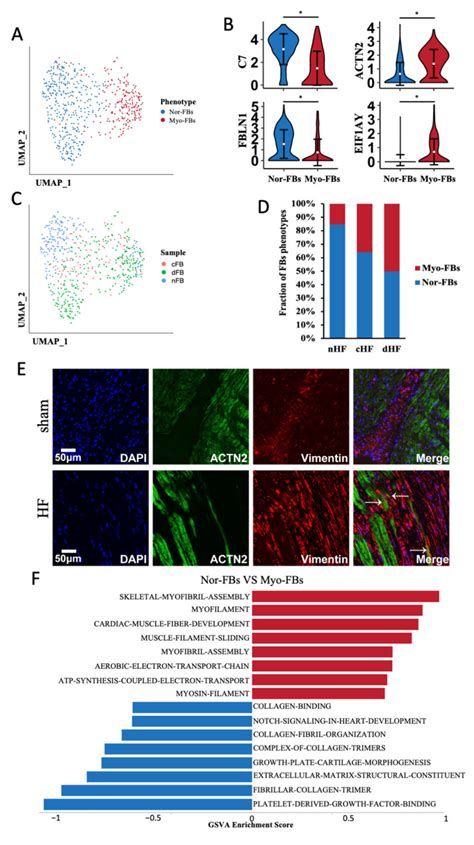 Fibroblasts Transformed Into Myofibroblasts A Umap Plot Of Fbs Download Scientific Diagram