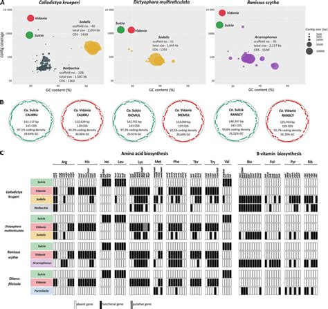 The Summary Of Metagenomic Data For Three Dictyopharidae Species A Download Scientific