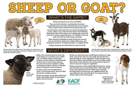Sheep And Goat Lessons And Resources — Teachkyag