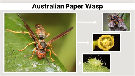 Black Paper Wasp Nest How To Identify And Safely Remove It