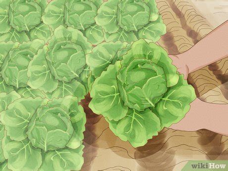 How To Use Crop Rotation In Gardening Steps With Pictures