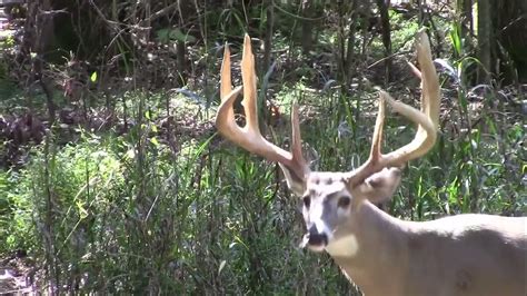 World Class 8 Pointer Youtube