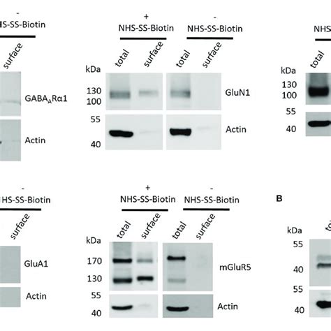 Various Controls Of The Cell Surface Biotinylation Procedure Confirm Download Scientific