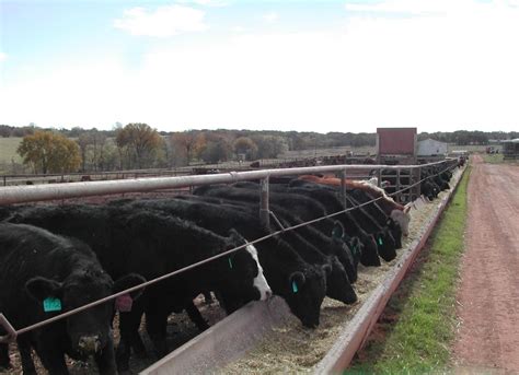 Cattle Ration Spreadsheet Within Cattle Grower Ration Balancing Spreadsheet Pdf — Db