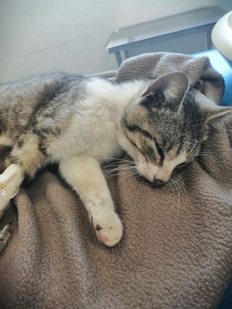 Zeblon Un Coeur Sans Toit Félin