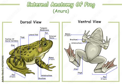 Frog External Anatomy Sacral Hump