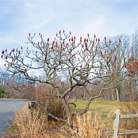 Staghorn Sumac Little Tree Farm