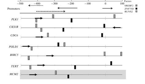 the positions of recognition profiles of transcription factors srebf2