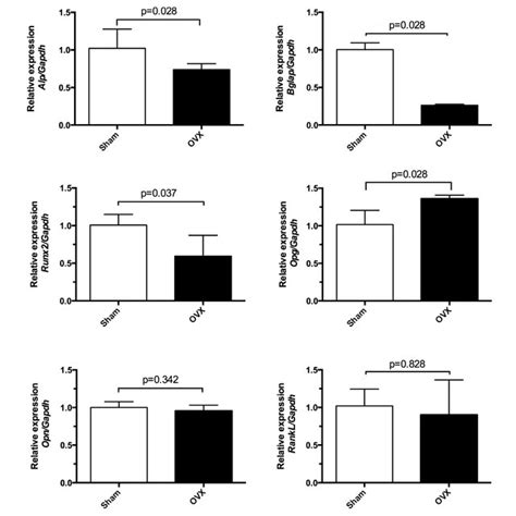 Analysis Of Gene Expression Of The Transcription Factor Related To Runt Download Scientific