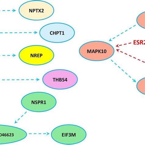 Ppis Derived From String Using Downregulated Genes Faah Seems To Play Download Scientific
