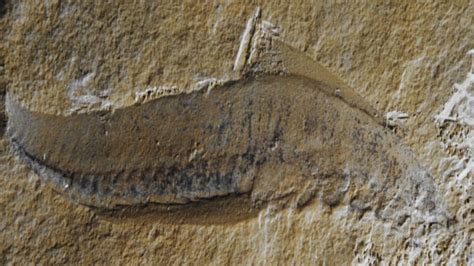 古代魚ミロクンミンギアの化石と脊椎動物の目の初期進化の証拠 Nipponese News