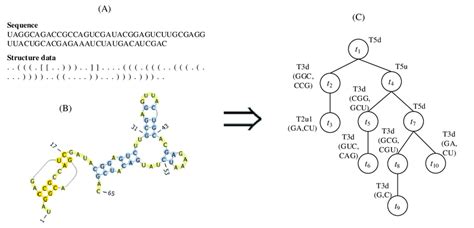 The Sequence Of RNA Bases Is Indicated By Dot Bracket A The Download Scientific Diagram