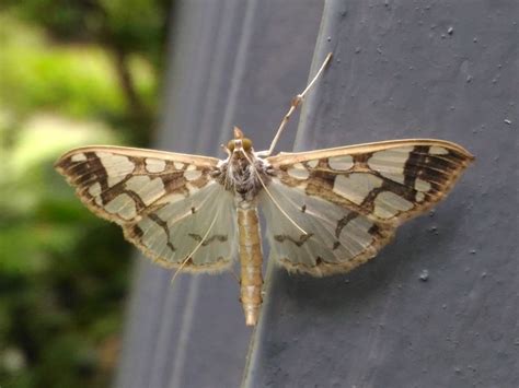 Polythlipta