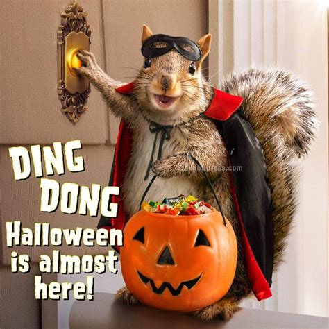 Pin By Bubbe Joy On All Halloween Funny Squirrel Pictures Funny