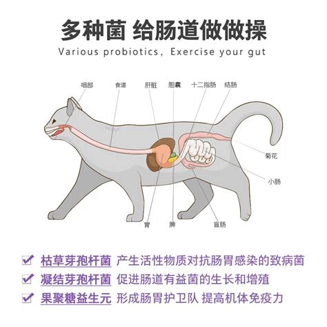 卫仕猫力肠片猫咪益生菌调理肠胃宝宠物幼猫用便秘拉稀呕吐卫士 虎窝淘