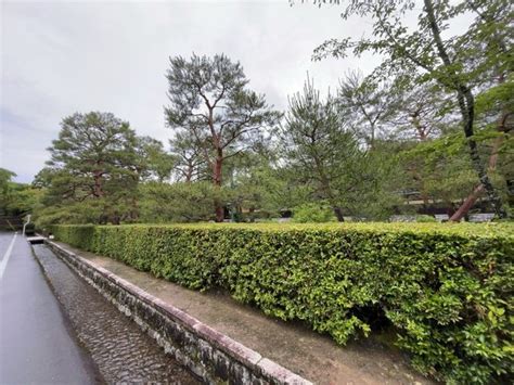 【2024京都初夏の花】南禅寺別荘エリアの花菖蒲が密かに満開穴場庭園「野村碧雲荘」