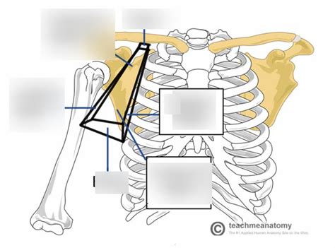 Diagram Of Axilla Quizlet