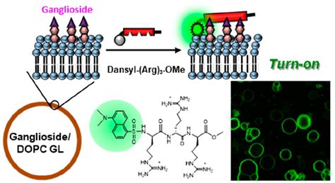 Turn On Fluorescent Probe Based On A Dansyl Triarginine Peptide For Ganglioside Imaging Acs
