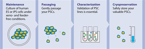 Induced Pluripotent And Embryonic Stem Cell Research Media Miltenyi