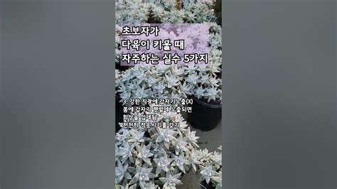 초보자가 다육이 키울때 자주하는 실수 5가지 Succlents Plants Gardening 국민다육 초보다육 다육이키우기