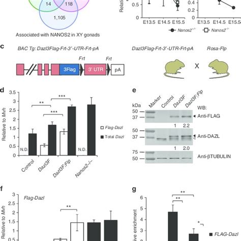 Working Model Of Sexual Differentiation Of XY Germ Cells In The Download Scientific Diagram