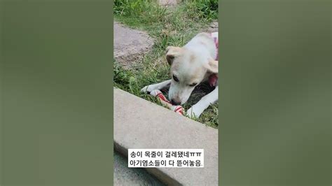 송이 목줄을 걸레짝 만들어놓은 아기염소들 Youtube