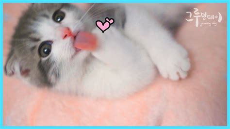 작은 선물에 감동한 아기고양이 반응 Youtube