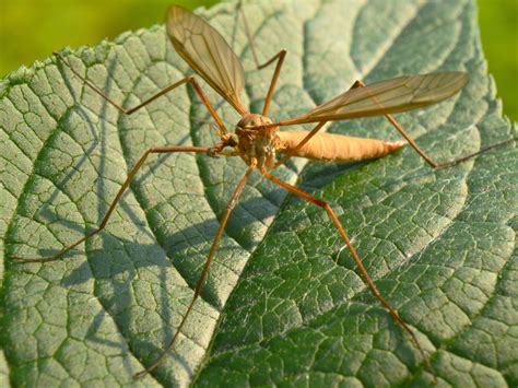 Mosquito Hawk 855bugs Pest Control And Exterminators