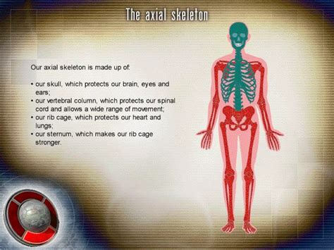 Session 2 Skeletal System Ppt