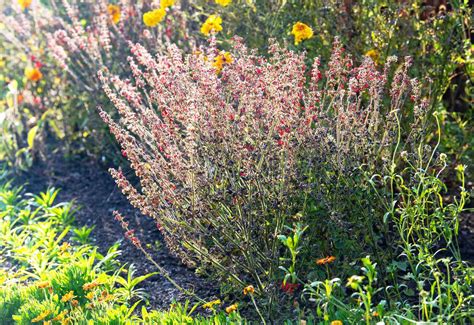 Pineapple Sage Seeds