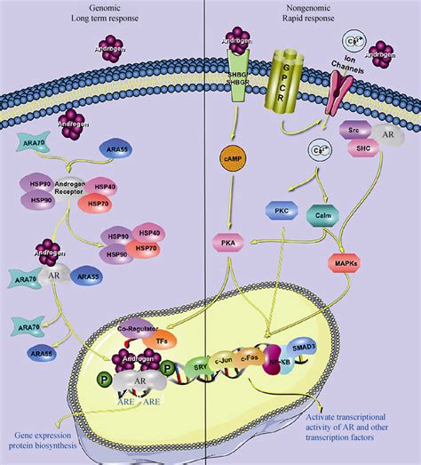 Signaling Pathway Testosterone At James Browning Blog