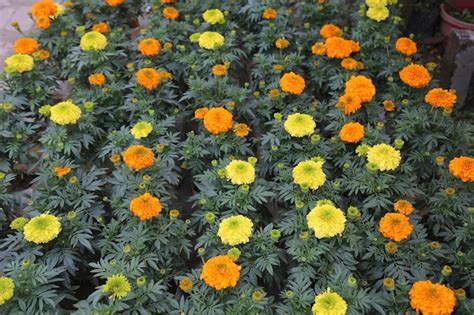 Premium Photo Marigold Flower